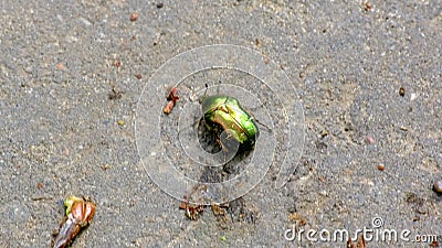 Emerald Leaf Beetle Crawls Along Asphalt Road. Close-up Stock Footage ...