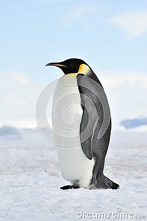 Emperor Penguin Stock Images - Image: 16892284