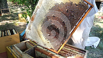 The Employee Selects the Apiary Bee Frames Stock Footage - Video of ...