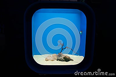 Empty Fish Tank Royalty-Free Stock Photography | CartoonDealer.com ...