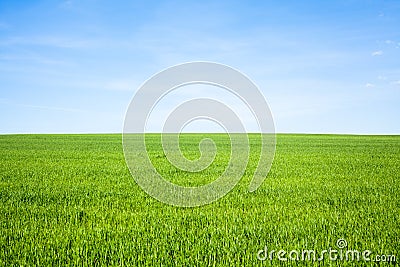 Empty Grass Field Royalty Free Stock Image - Image: 24508096