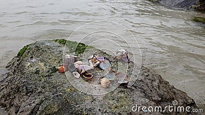 Empty Shells of Sea Shellfish on Rock on Coast of Persian Gulf Stock ...