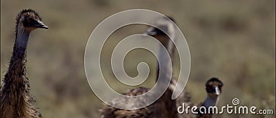 Emu in Australian outback stock video. Video of group - 127189489