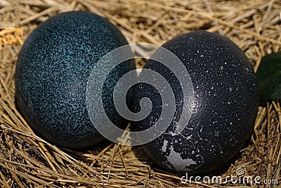 Emu Bird Egg Stock Photo - Image: 67366664