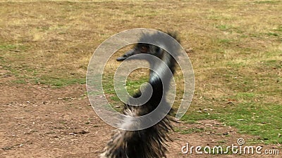 Emu looking into camera stock footage. Video of feather - 99801434