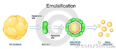 Emulsification Of Fats. Lipids Digestion Cartoon Vector | CartoonDealer ...