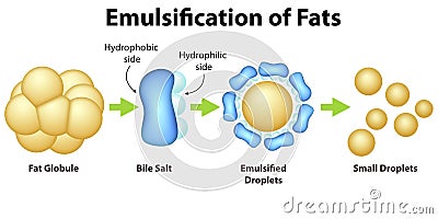 Emulsification Of Fats Process Stock Photography | CartoonDealer.com ...