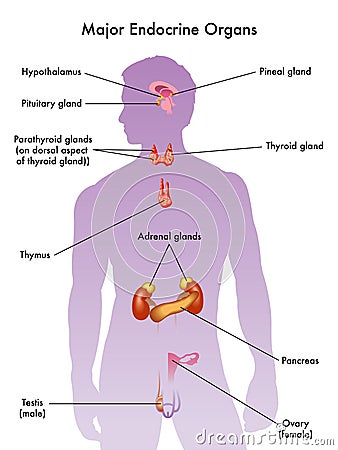 Endocrien Systeem Vector Illustratie - Afbeelding: 44943914