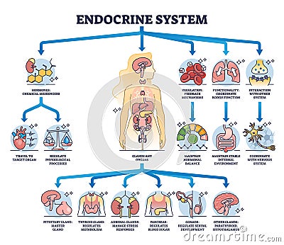 Endocrine System With Body Glands And Organs Functions Outline Diagram ...