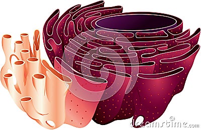 Endoplasmic Reticulum Royalty Free Stock Image - Image: 19282256