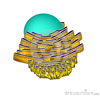 Endoplasmic Reticulum Structure. Infographics. Cartoon Vector ...