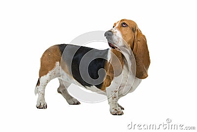 Englischer Dachshund-Jagdhund Lizenzfreie Stockfotos - Bild: 12044908