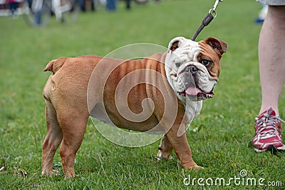 English Bulldog, Standing, Side View Royalty Free Stock Image - Image ...