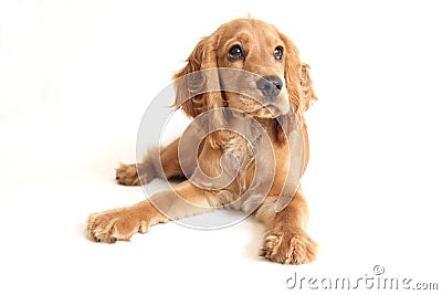 English Cocker Spaniel Baby Dog Stock Image - Image: 9060391