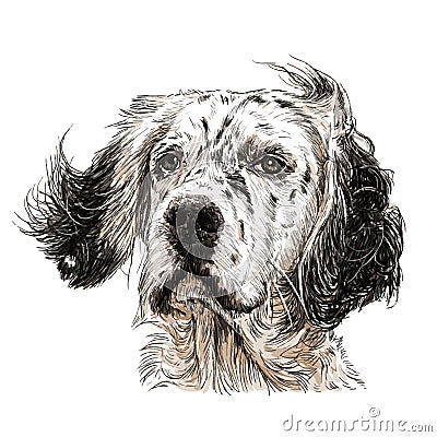 English Setter Cartoon Vector | CartoonDealer.com #53649783