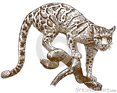 Engraving Drawing Illustration Of Clouded Leopard Cartoon Vector ...