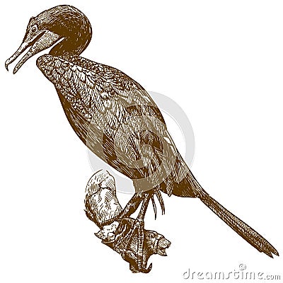 Engraving Drawing Illustration Of Cormorant Cartoon Vector ...