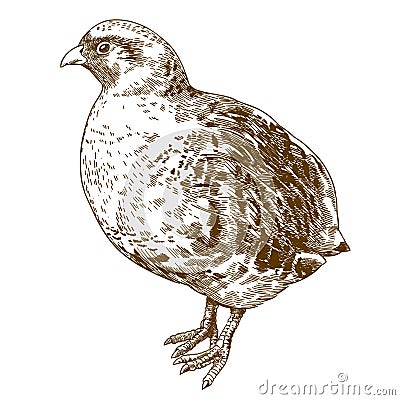 Engraving Drawing Illustration Of Grey Partridge | CartoonDealer.com ...