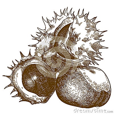 Engraving Drawing Illustration Of Three Chestnut Cartoon Vector ...