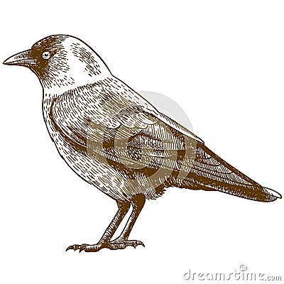 Engraving Drawing Illustration Of Western Jackdaw Cartoon Vector ...