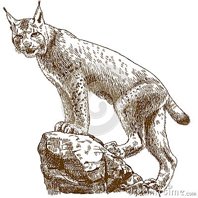 Engraving Illustration Of Lynx Linx Cartoon Vector | CartoonDealer.com ...