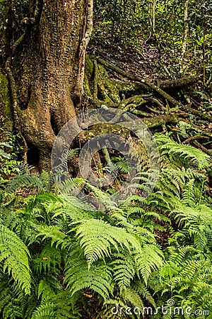 Entangled Intertwined Tree Roots In United State Parks Stock ...
