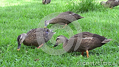 Enten, Die Gras in Einem Park Essen Stock Video - Video von garten ...