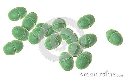 Enterococcus Bacteria On White Background, Medically Accurate 3D ...