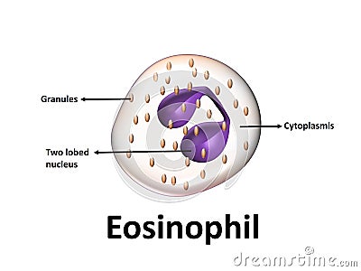 Eosinophil Structure. Vector Illustration | CartoonDealer.com #243718046