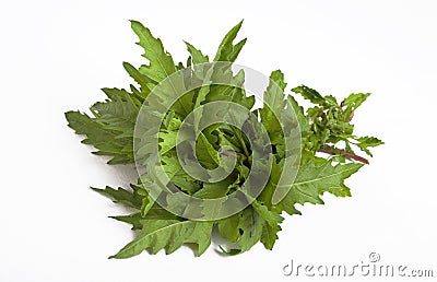 Epazote Herb Royalty Free Stock Image - Image: 574506