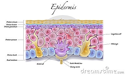 Epidermis Structure Cartoon Vector | CartoonDealer.com #266037435