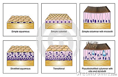 Epithelial Types Royalty Free Stock Images - Image: 12907649