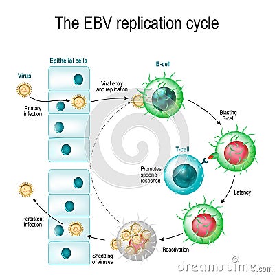 The Epstein-Barr Virus Replication Cycle Cartoon Vector | CartoonDealer ...