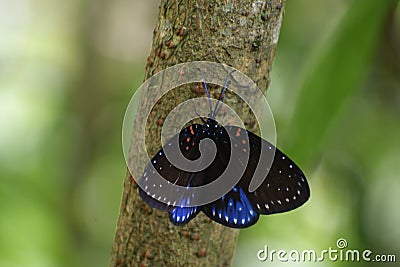 Erasmia Sanguiflua- Butterfly Royalty-Free Stock Photo | CartoonDealer ...