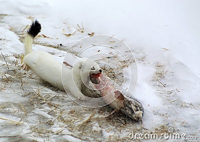 Ermine. Royalty Free Stock Photos - Image: 13800248