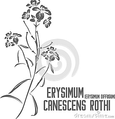 Erysimum Diffusum Plant Silhouette Vector Illustration | CartoonDealer ...