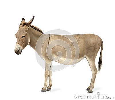 Esel Stockfoto - Bild: 4575480
