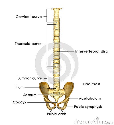 Espinha Dorsal Com Osso Anca Ilustração Stock - Ilustração de osso ...