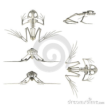 Esqueleto De La Rana Foto de archivo - Imagen: 23644150