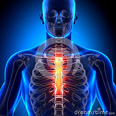 Esterno - Ossos Da Anatomia Imagem de Stock Royalty Free - Imagem: 32284146