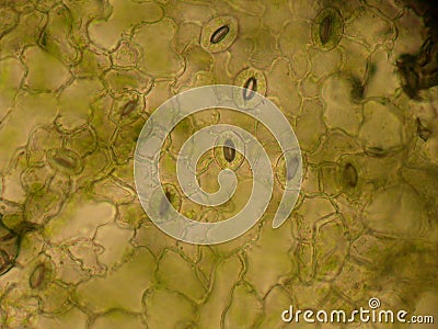 Estomas En Una Hoja Fotos de archivo - Imagen: 4512973