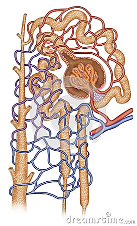 Estructura Del Nefron Royalty-Free Illustration | CartoonDealer.com ...