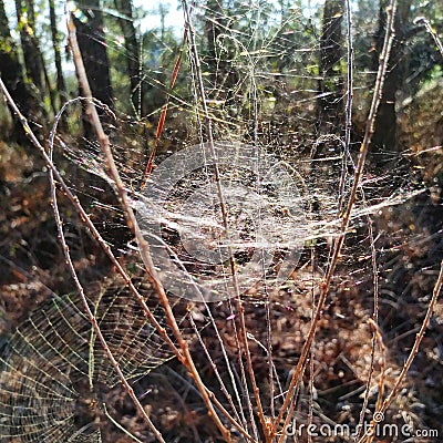 Spiderweb Web Webcob Grass Nature Sunshine Enchanting Magical Stock ...