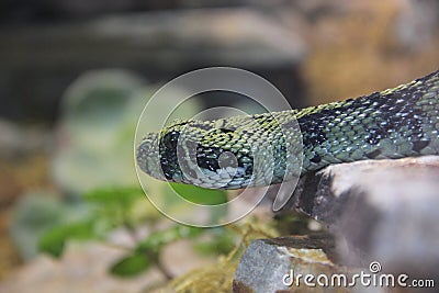 Ethiopian Mountain Viper Royalty-Free Stock Photo | CartoonDealer.com ...