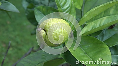 Etrog grow on a tree stock video. Video of feast, rejoice - 60036197
