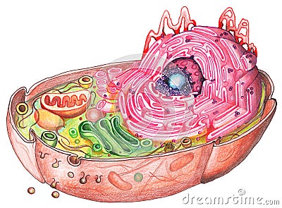 Eukaryote Cell Drawing Royalty-Free Stock Photography | CartoonDealer ...