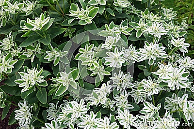 Euphorbia Marginata. Ghost Weed. Royalty-Free Stock Photo ...