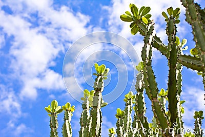 Euphorbia Neriifolia L. (E. Ligularia Roxb.) Mescal Tree Royalty-Free ...