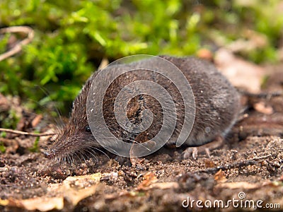 The Eurasian Pygmy Shrew Royalty Free Stock Images - Image: 25448589