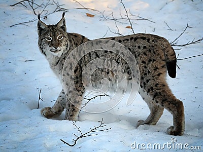 Eurasischer Luchs Im Winter Stockfoto - Bild: 13466980